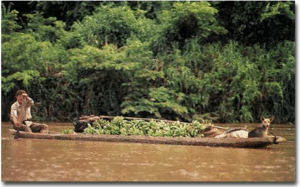 Honduras: World Heritage Biosphere Trafficked Toward Destruction