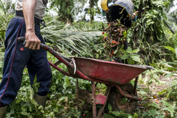 Palm Oil, Deforestation, Child Labor, and Girl Scout Cookies - WilderUtopia